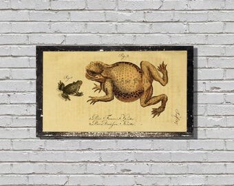 Vintage frog print | Etsy