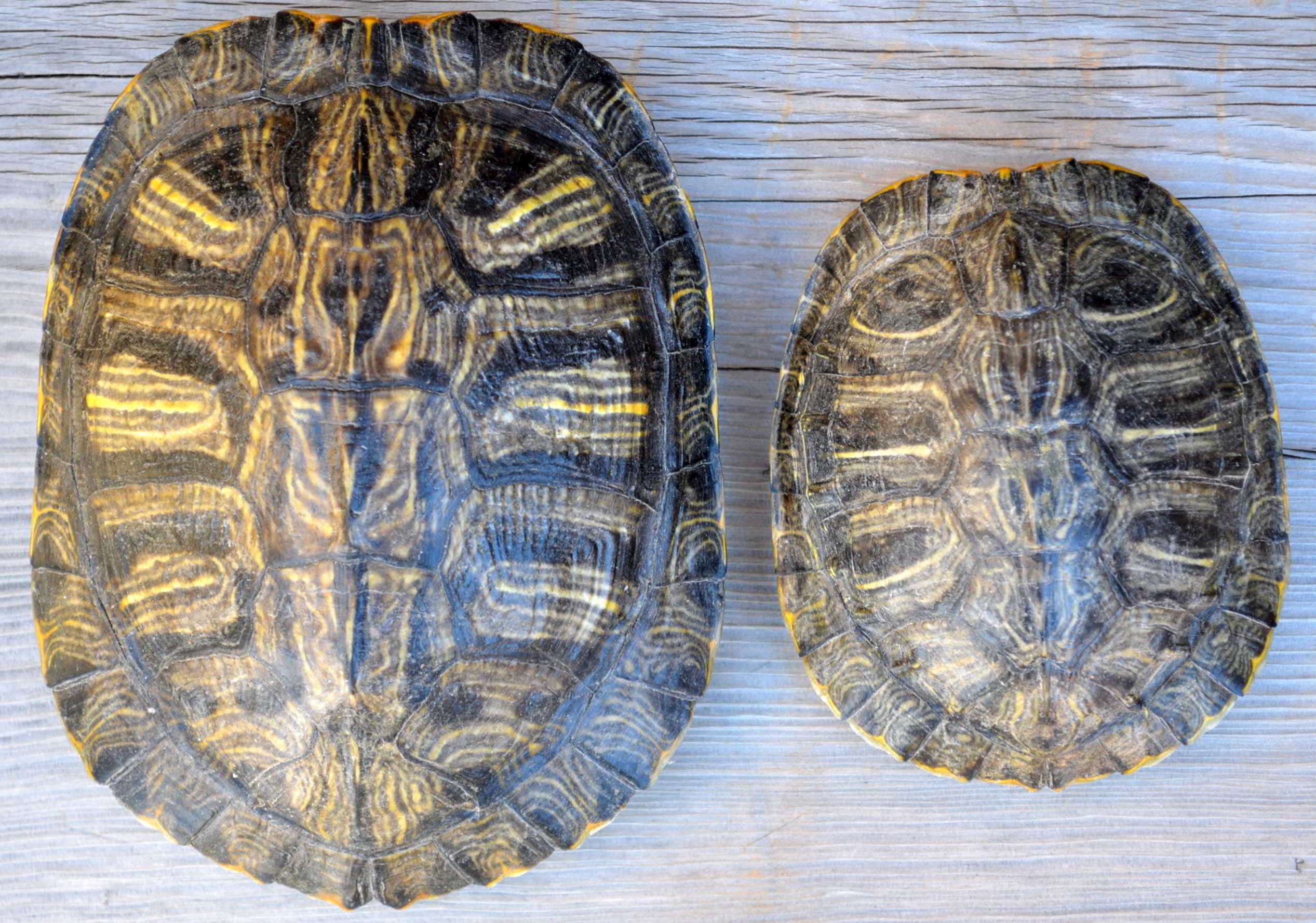 Small Real Red-eared Slider Turtle Shell