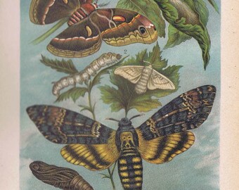 Vintage moth print | Etsy