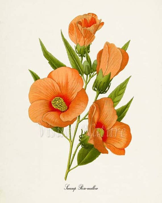 Swamp Rose-mallow Flower Art Print Botanical Art Print