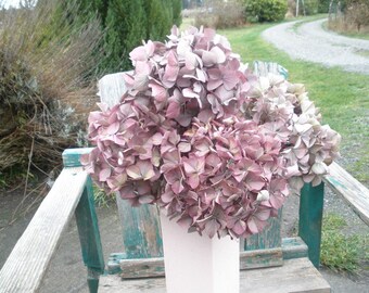Dried hydrangeas | Etsy