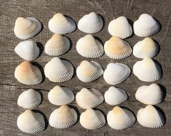 Bulk seashells | Etsy