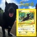 your Pet as a Pokemon card