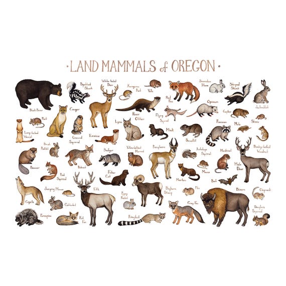 Oregon Land Mammals Field Guide Art Print / Animals of Oregon