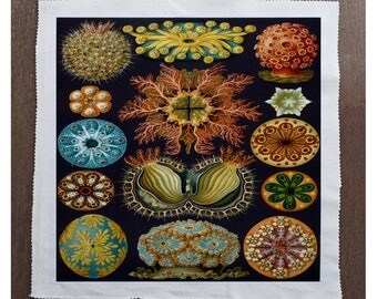 Ernst haeckel | Etsy