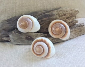 Snail shells | Etsy