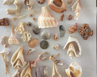 Bulk seashells | Etsy