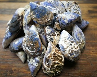 Mussel shells | Etsy