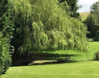 Weeping willow tree | Etsy