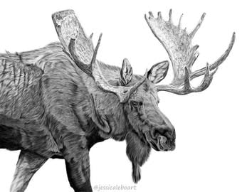 Moose drawing | Etsy