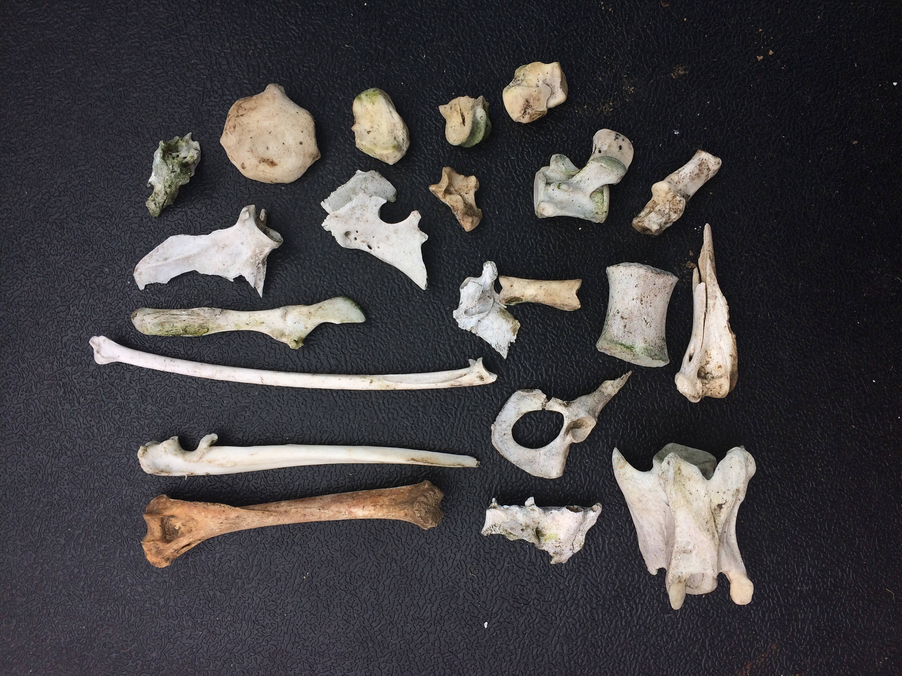 Muchos de los huesos de Animal Real (esqueleto de huesos de animales ...