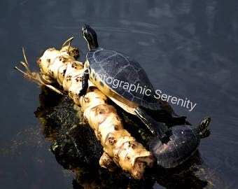 Turtle wallpaper | Etsy