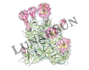 Cactus clipart | Etsy