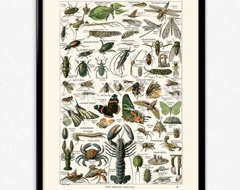 Insects Vintage Print 1 Insects Poster Insect Picture