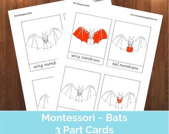 220 Piece Body Part Lessons Set Anatomy for Kids Parts of