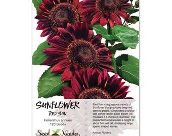 Velvet Queen Sunflower Seeds Red Sunflowers Farmers Market
