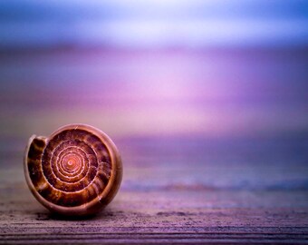 Seashell Photography Sea Shell Photography Seashell Photo