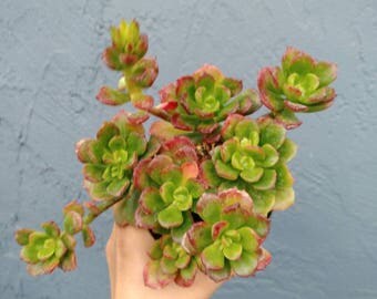 Rose succulent plant | Etsy