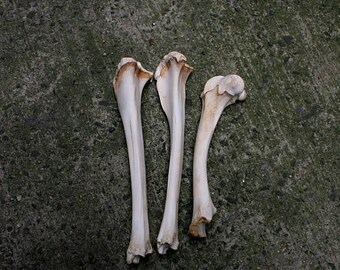 Deer leg bones | Etsy