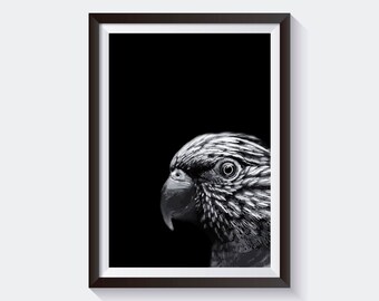 Parrot poster | Etsy
