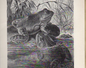 Antique frog print | Etsy