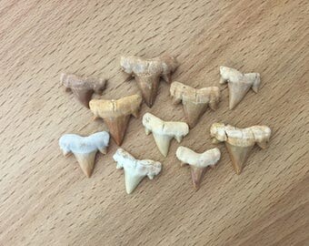 Fossilized Snaggle Shark Tooth