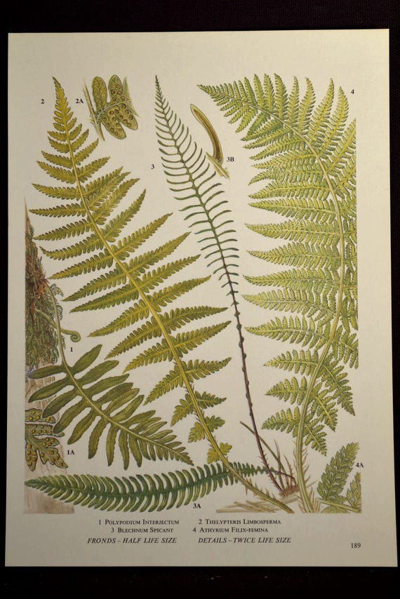 Fern Wall Art Fern Print Plant Print Wall Decor Nature Print