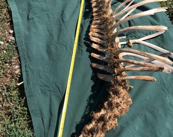 Deer vertebrae | Etsy