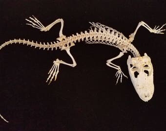 Alligator skull | Etsy