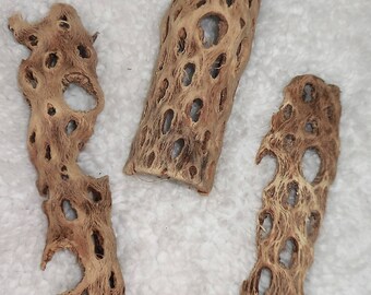 Cholla wood | Etsy