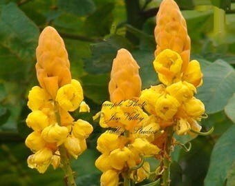 Exotic lantern | Etsy