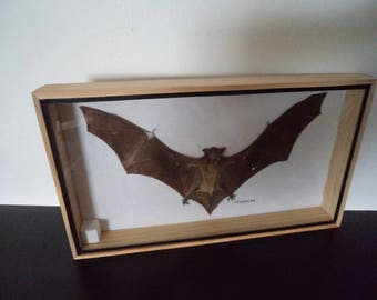 Bat taxidermy | Etsy