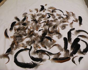 Chicken feathers | Etsy