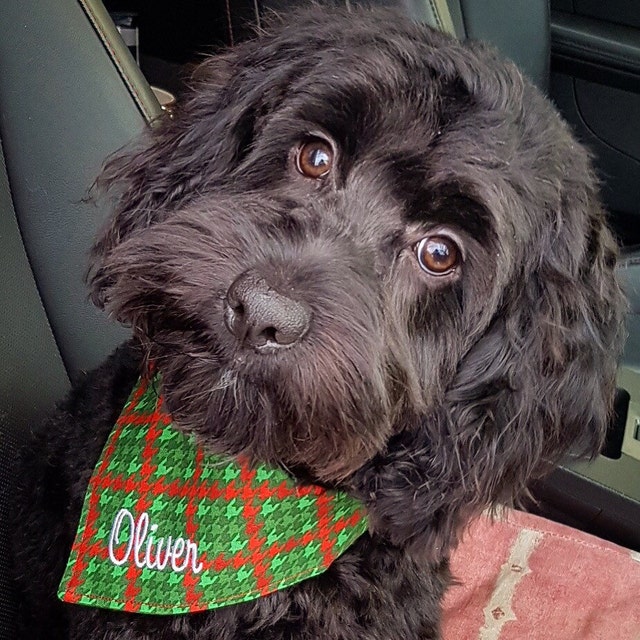 Designer Dog Collars Martingales and Accessories by PuppyRiot