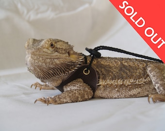 Leopard gecko | Etsy