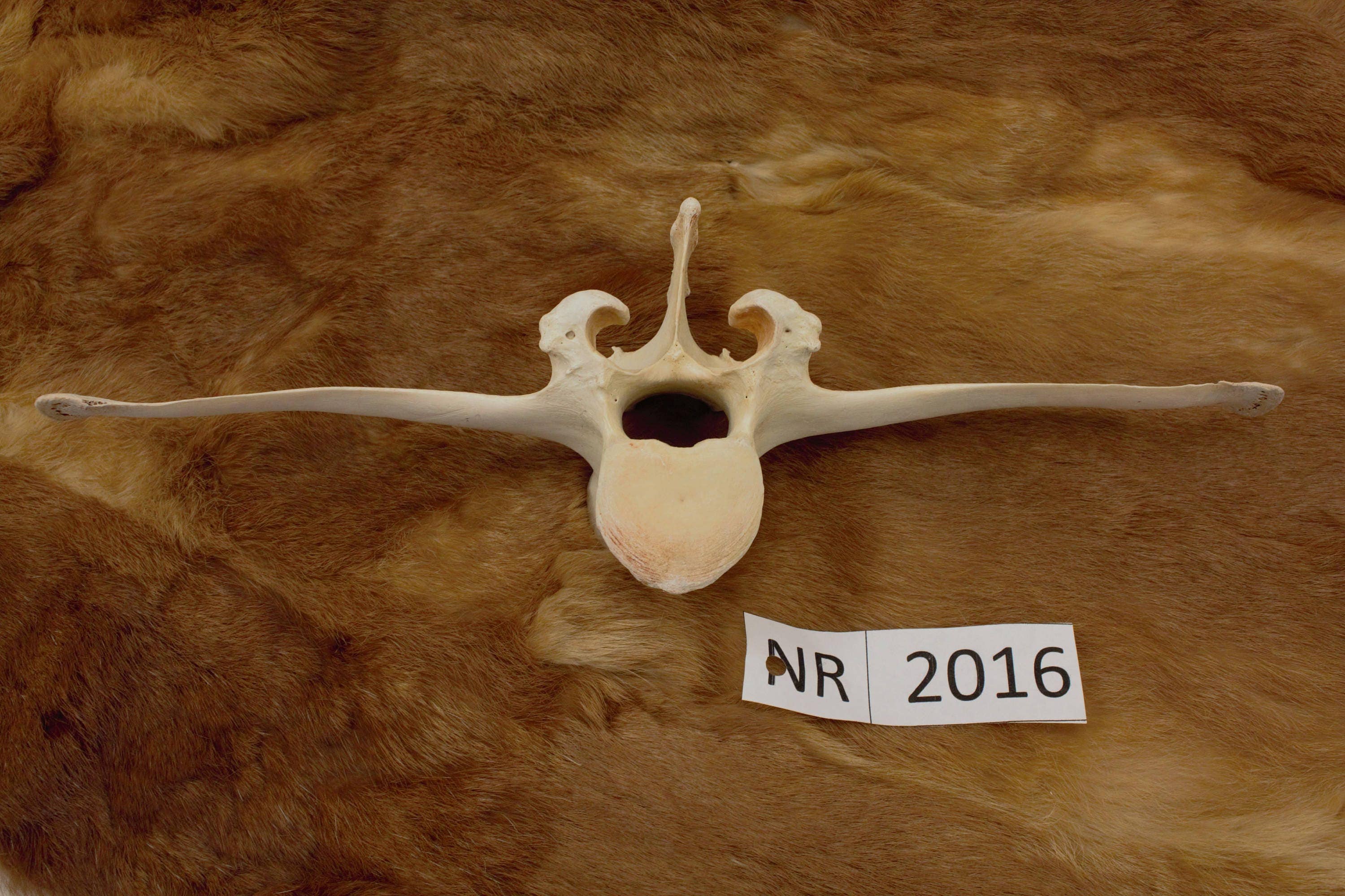Cow Lumbar Vertebrae - Cow Spine - NR2016 from NicksHoard on Etsy Studio