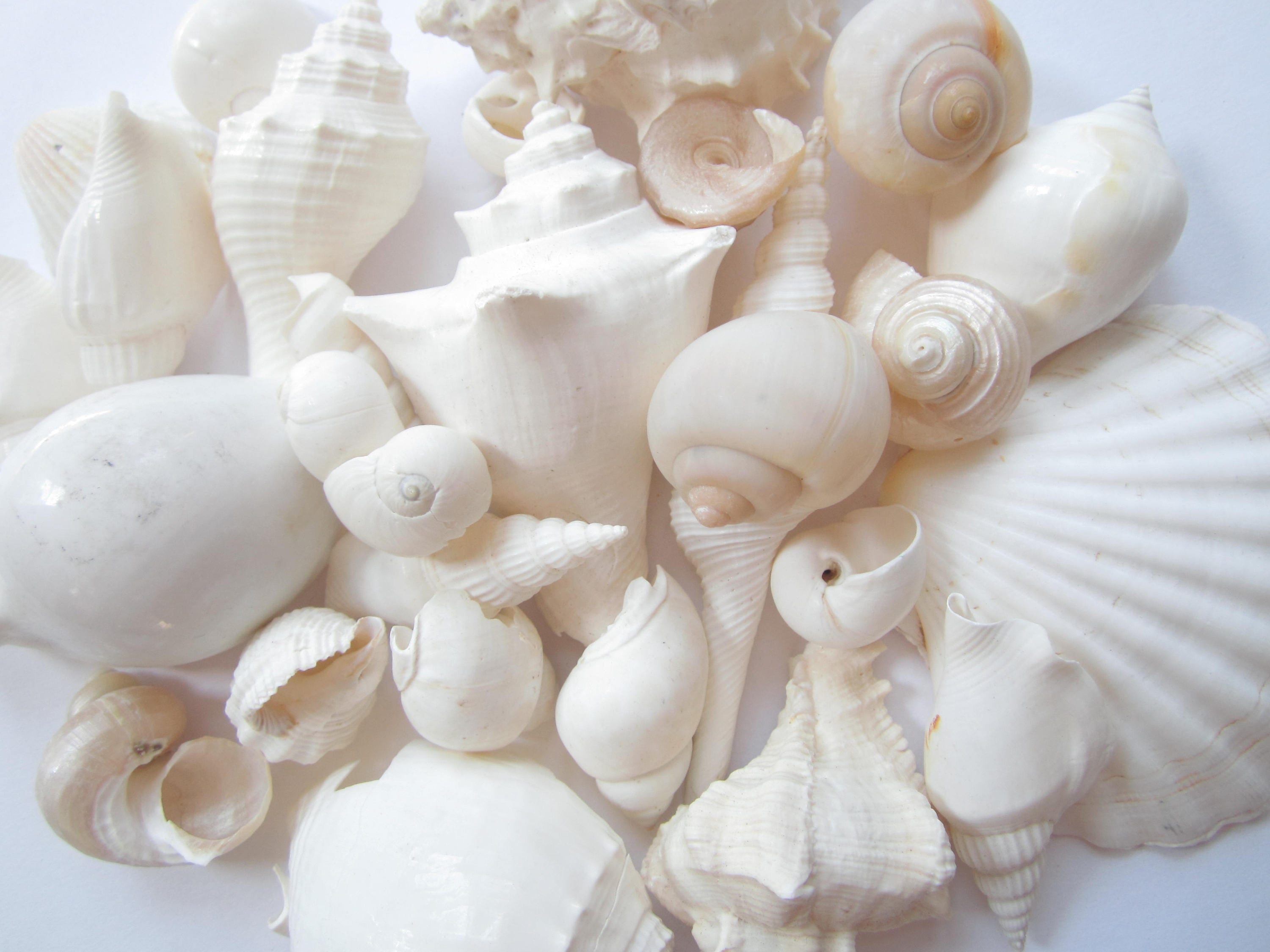 White Sea Shell Mix-Beach Wedding Decor-Sea Shells Bulk-Bag Of