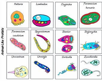 Protist | Etsy