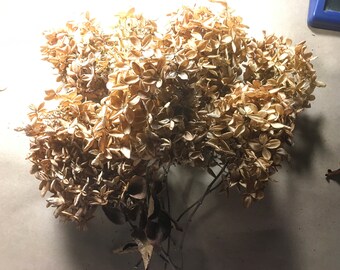 Dried hydrangeas | Etsy