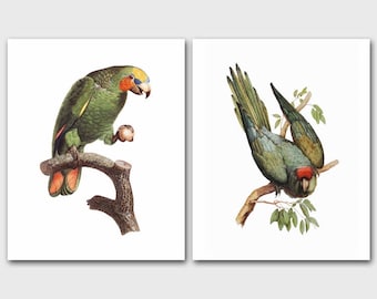 Tropical bird art | Etsy