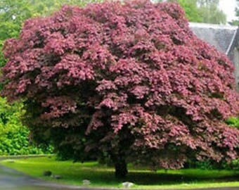 Maple tree seeds | Etsy