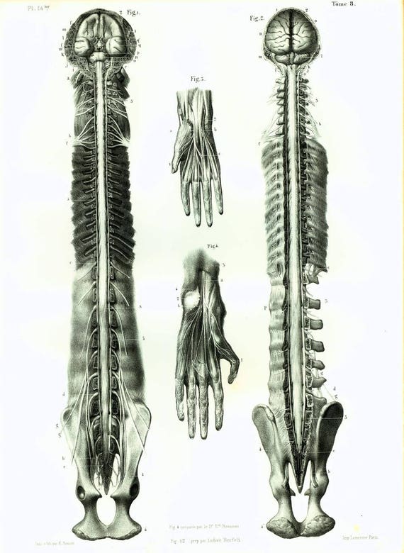1854 Monkey nervous system Antique Veterinary print XL
