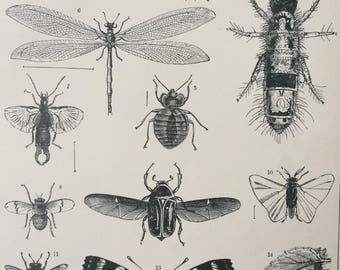 1930 Insectes planche illustrée couleur ancienne originale