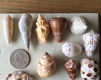 Hawaiian shells | Etsy
