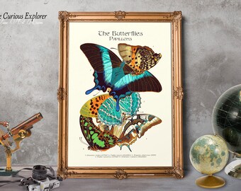 Antique moth print | Etsy