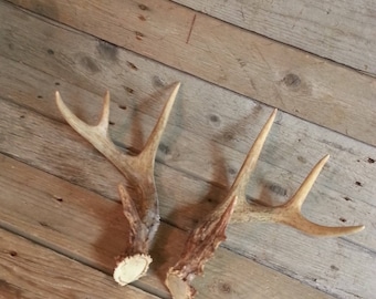 Small deer antlers | Etsy