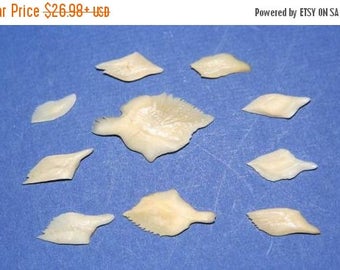 Gar Fish Scales Gar Bone Scales 3/4 1 1/2 1/8 Cup