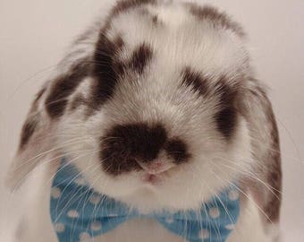 Pet rabbit clothing | Etsy