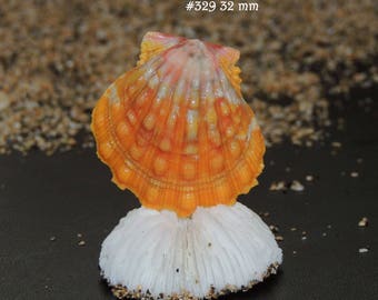 Sunrise shell | Etsy
