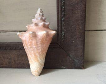 Conch shell | Etsy
